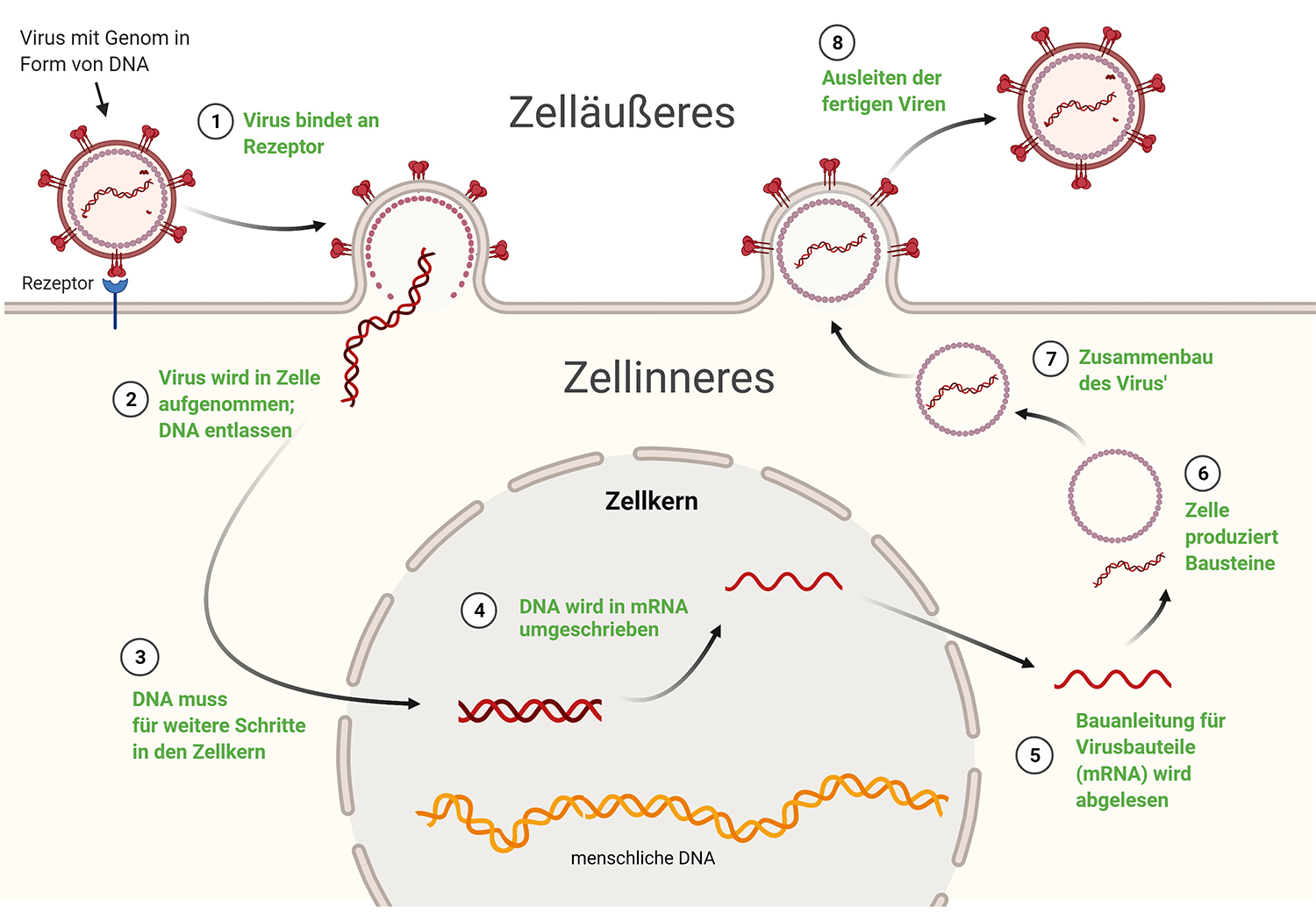 Krankheiten – Der Virus Hype